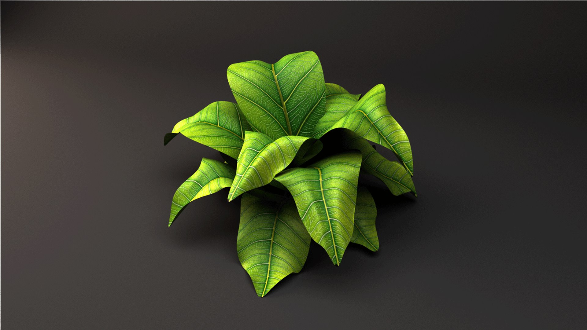 Plant Leaf 3d Obj