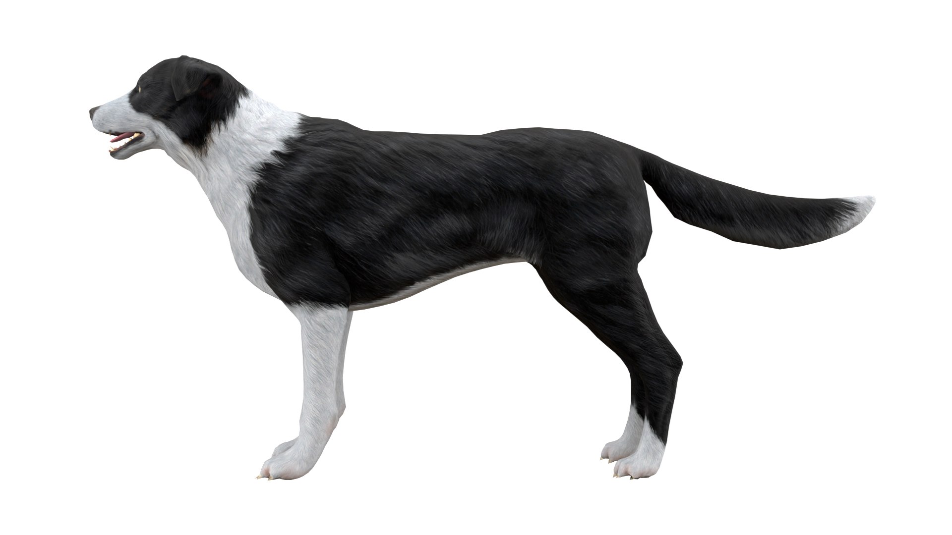 3D Dog Border Collie RIGGED Model - TurboSquid 2518549