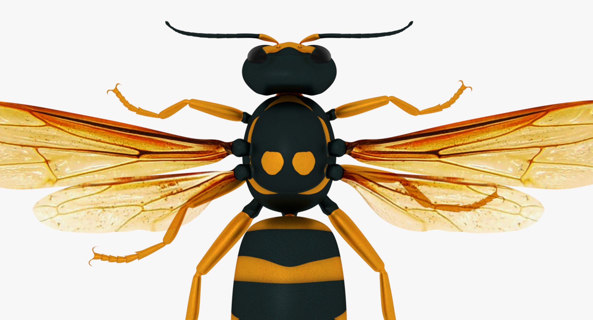 3D wasp - TurboSquid 1266587