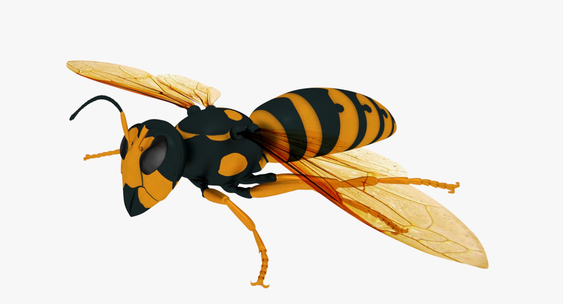 3D wasp - TurboSquid 1266587