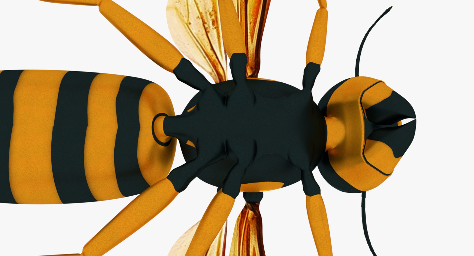 3D wasp - TurboSquid 1266587