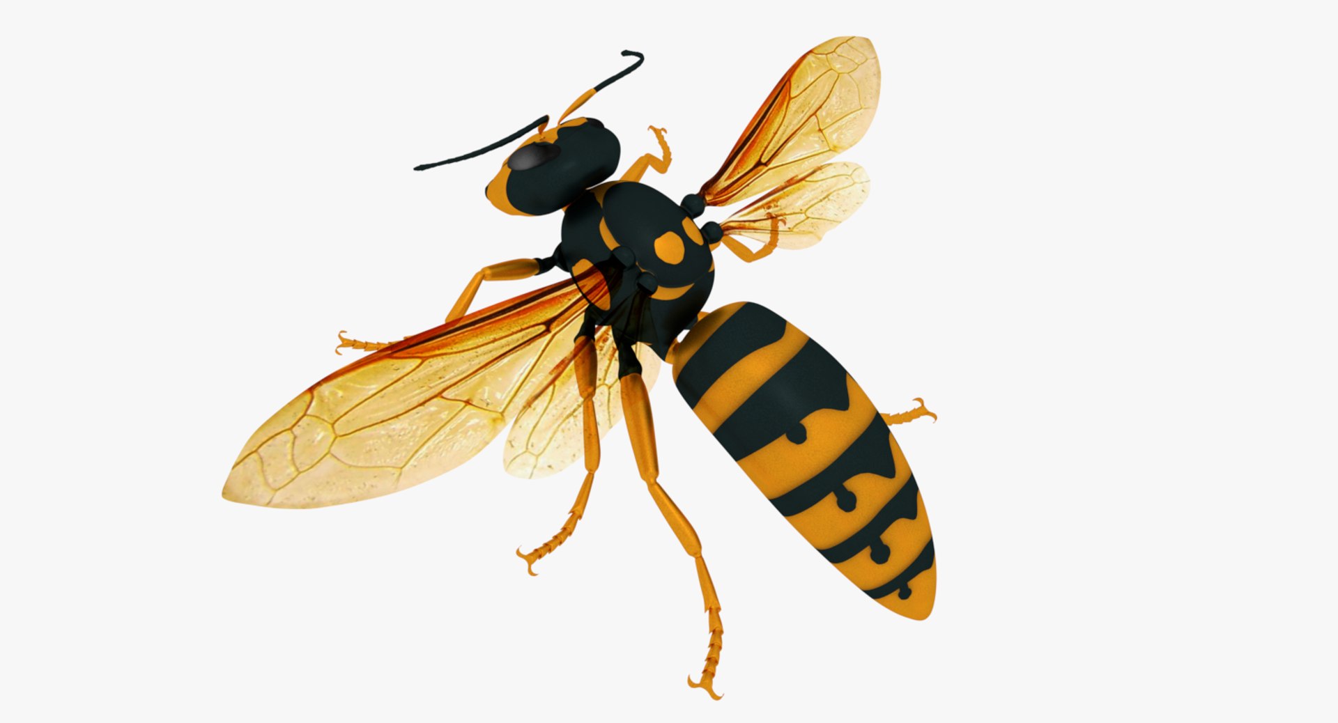 3D wasp - TurboSquid 1266587