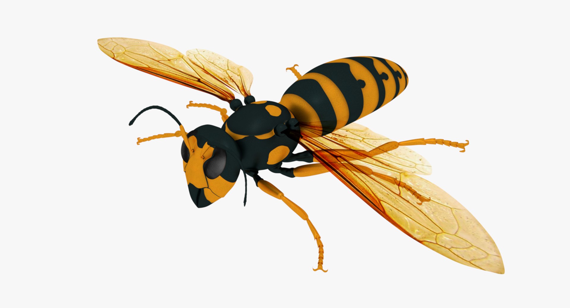 3D wasp - TurboSquid 1266587