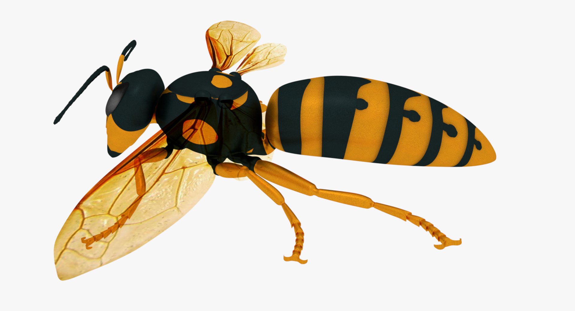 3D wasp - TurboSquid 1266587