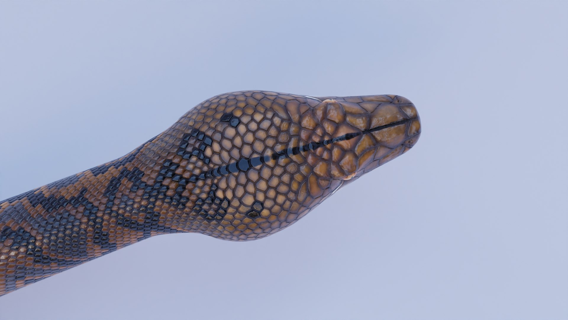 3D Reticulated Python - Rigged - TurboSquid 1842287