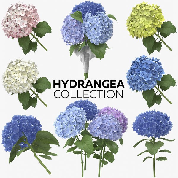 hydrangea design max