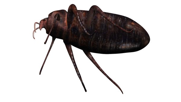 Fully rigged low poly Bedbug 3D model - TurboSquid 1732979