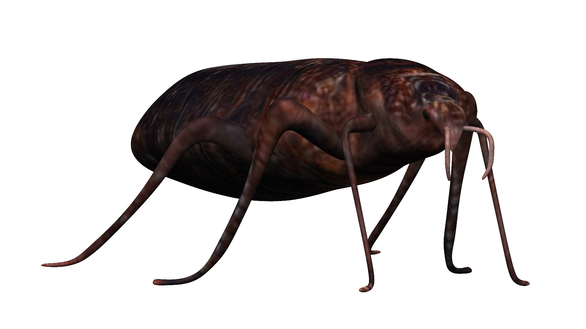Fully Rigged Low Poly Bedbug 3D Model - TurboSquid 1732979
