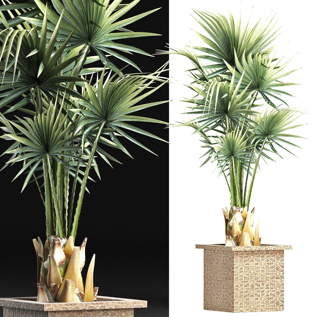 Sabal Minor 3D Model - TurboSquid 1685042