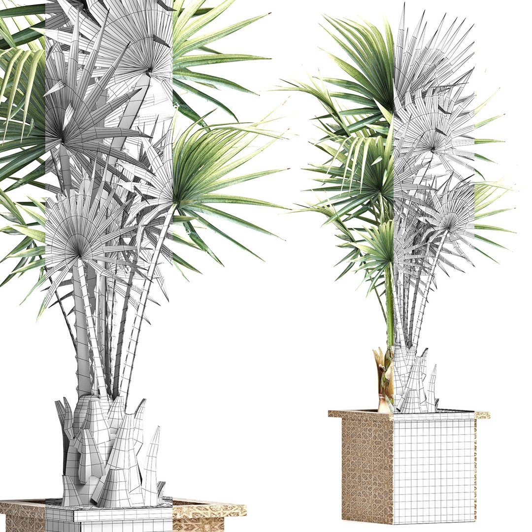 Sabal Minor 3D Model - TurboSquid 1685042