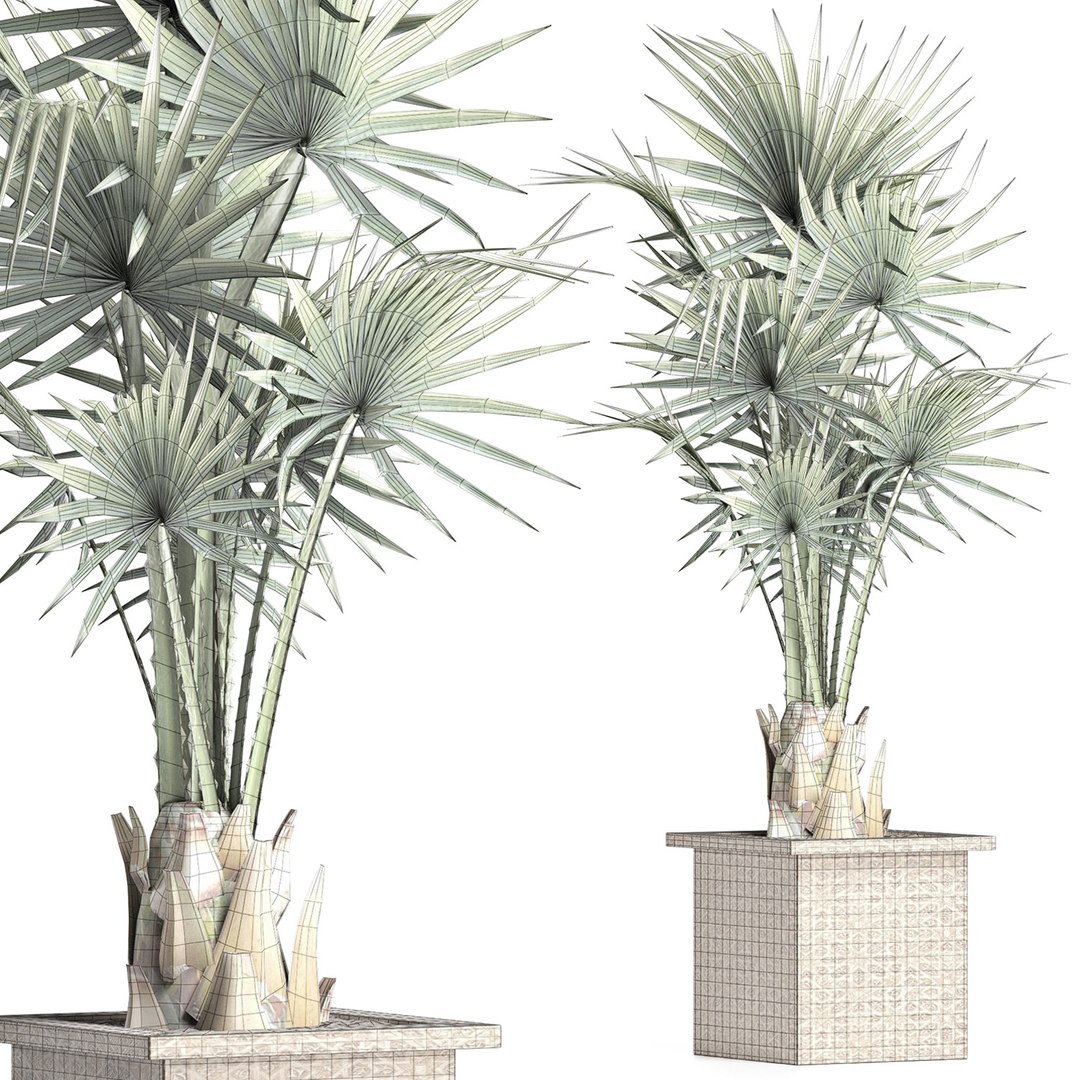 Sabal Minor 3D Model - TurboSquid 1685042