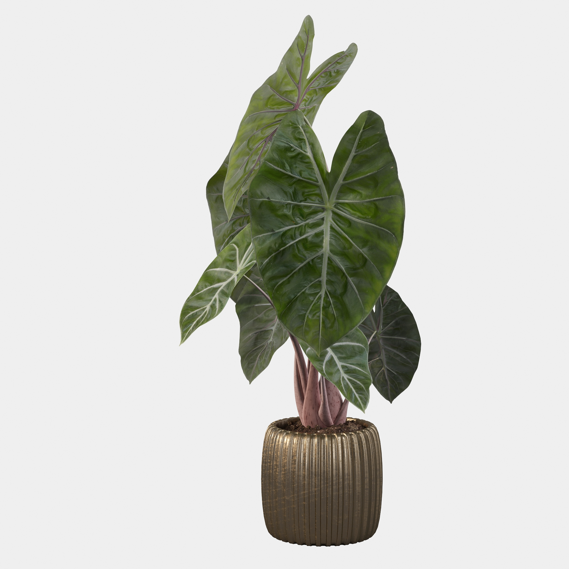 3D alocasia pink model - TurboSquid 1710359