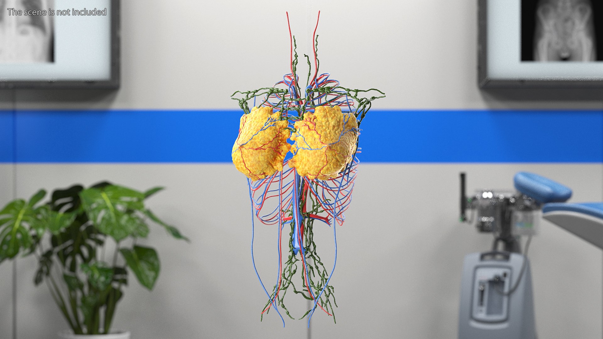 3D Female Breast Anatomy - TurboSquid 1832632