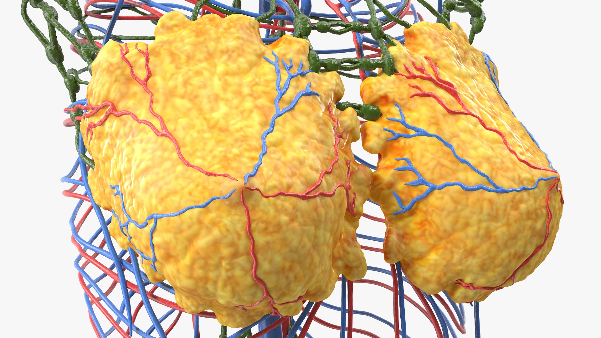 3D Female Breast Anatomy - TurboSquid 1832632