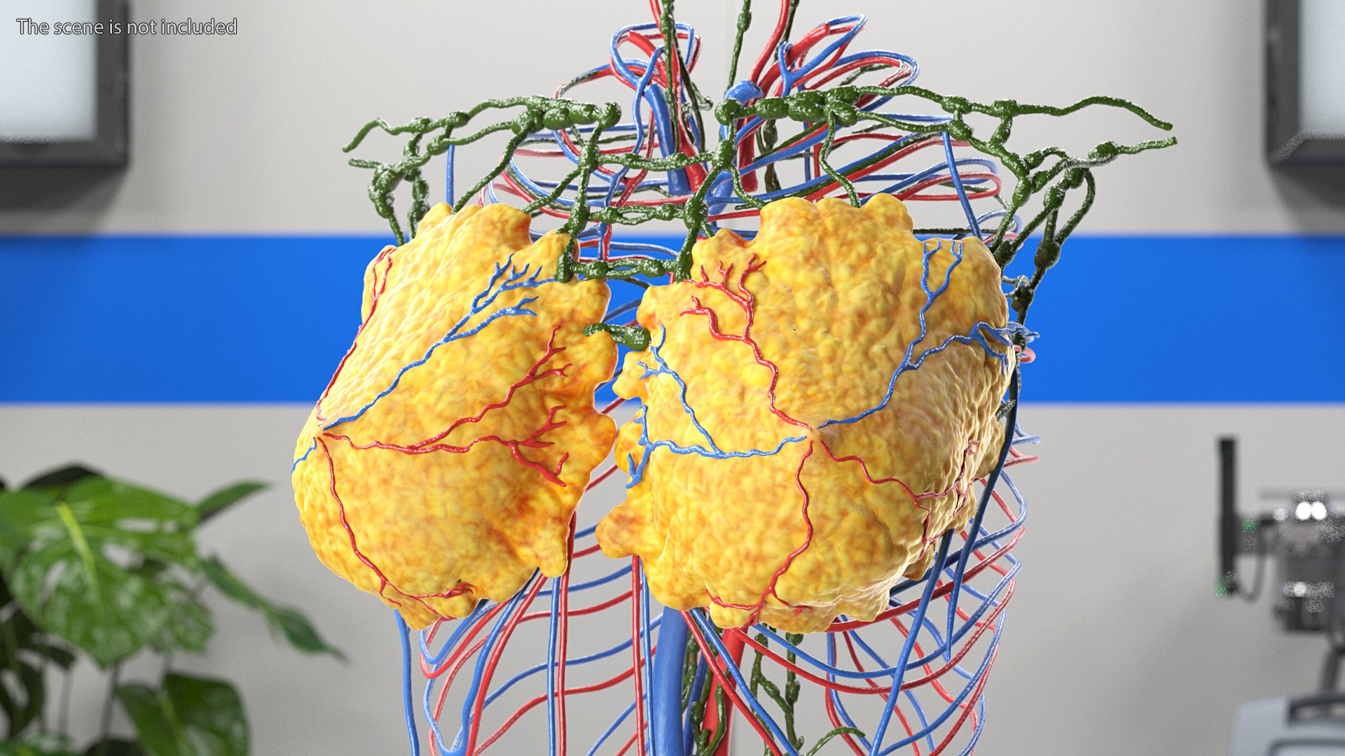 3D Female Breast Anatomy - TurboSquid 1832632