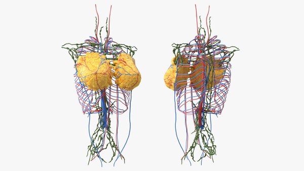 3D Female Breast Anatomy - TurboSquid 1832632