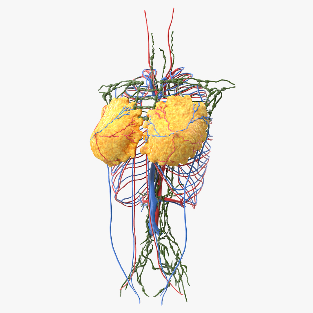 modelo 3d Anatomía de la mama femenina - TurboSquid 1832632