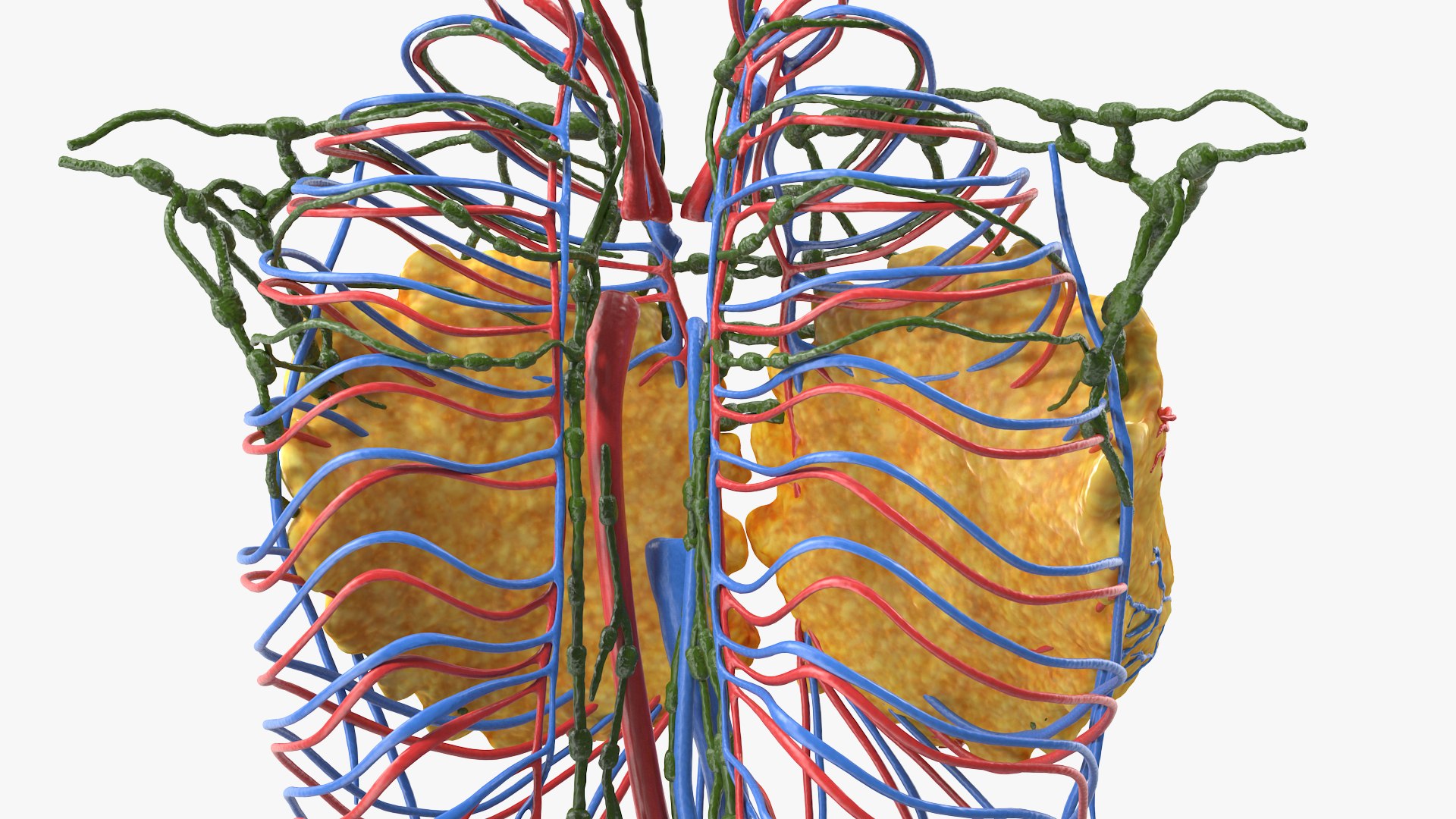 3D Female Breast Anatomy - TurboSquid 1832632