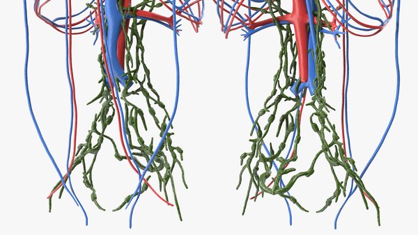 Anatomie der weiblichen Brust 3D-Modell - TurboSquid 1832632