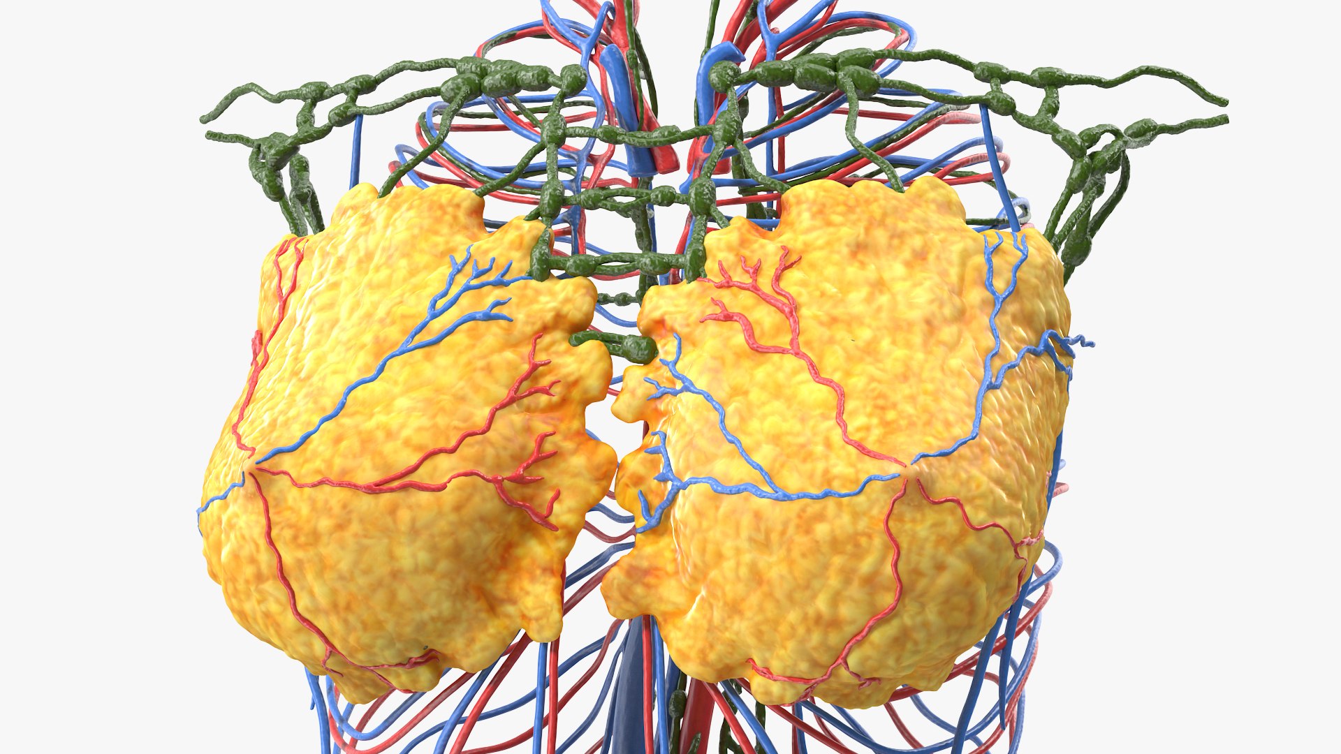 3D Female Breast Anatomy - TurboSquid 1832632
