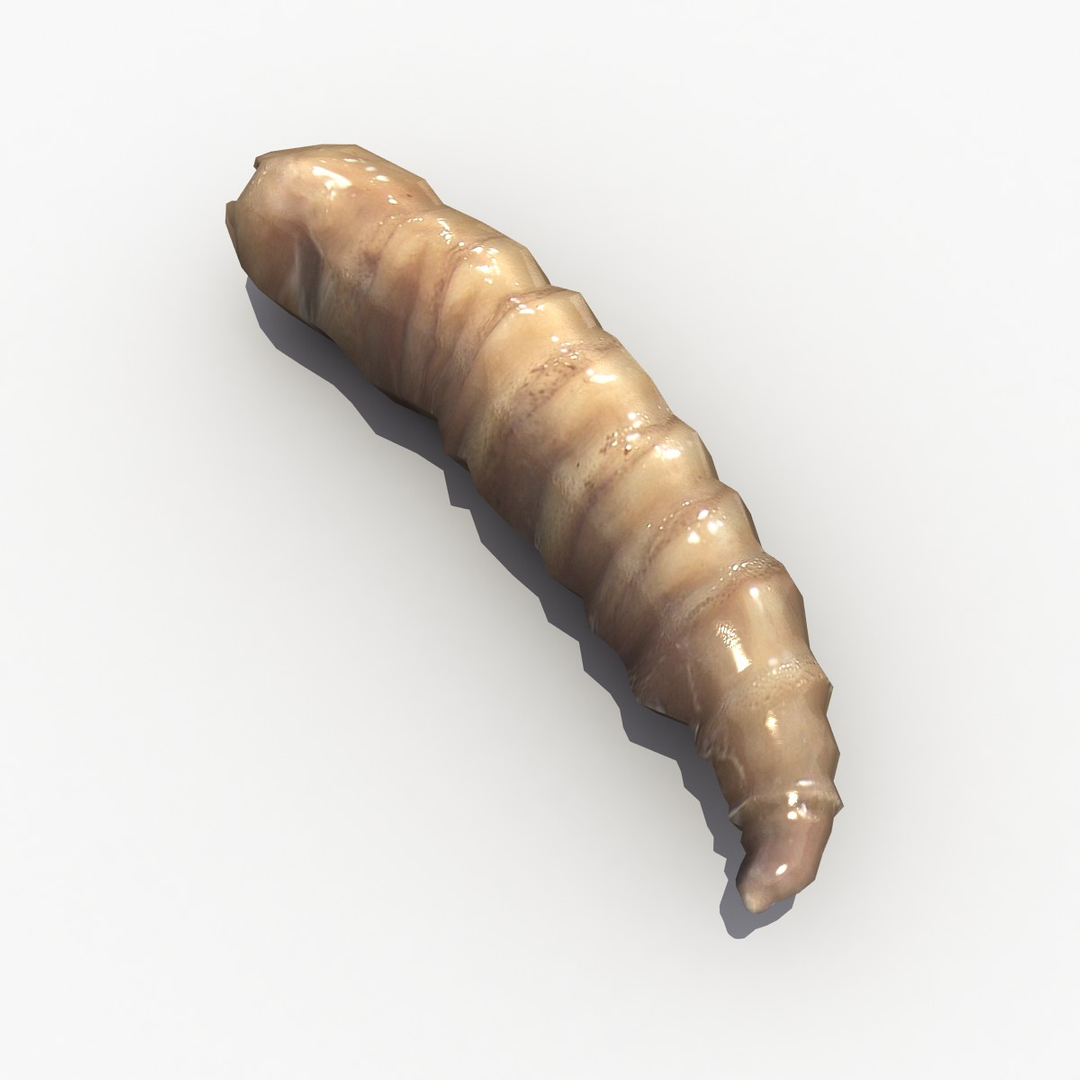 3d model of maggot worm