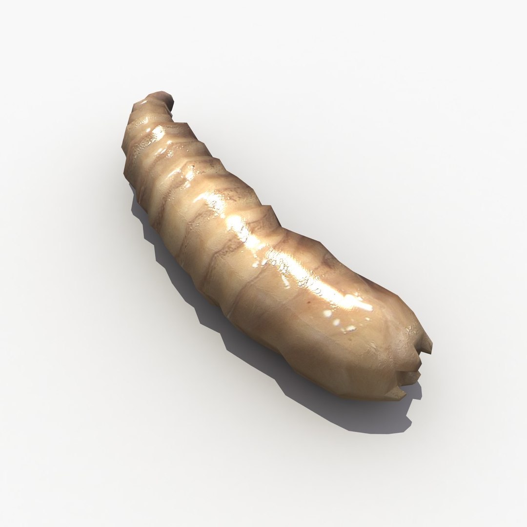 3d Model Of Maggot Worm