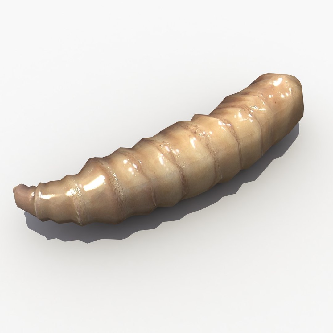 3d Model Of Maggot Worm