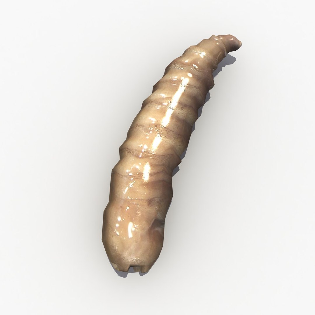 3d Model Of Maggot Worm