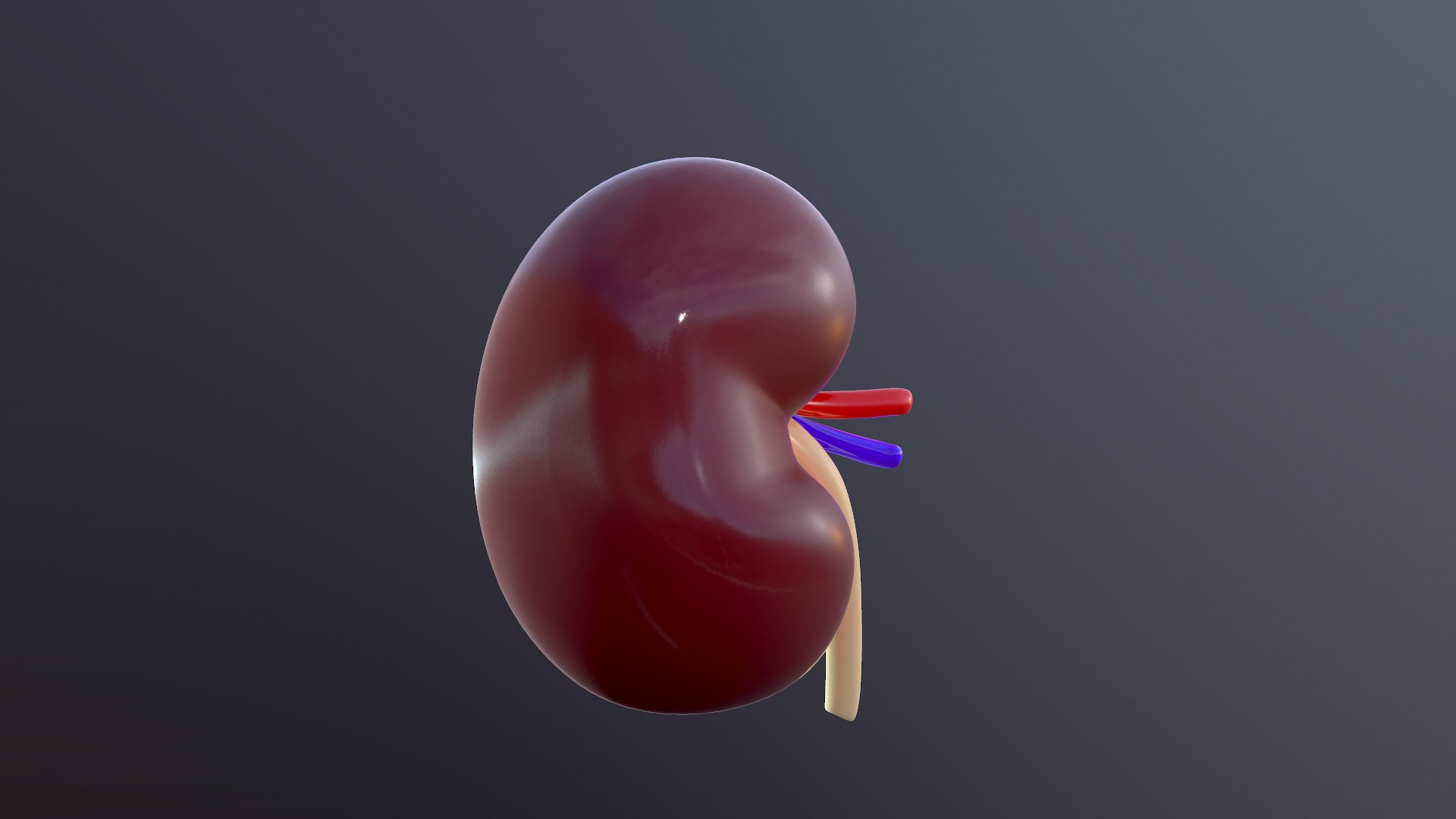 Kidney Anatomy 3D Model - TurboSquid 1527917