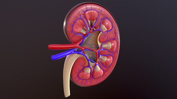 Kidney anatomy 3D model - TurboSquid 1527917