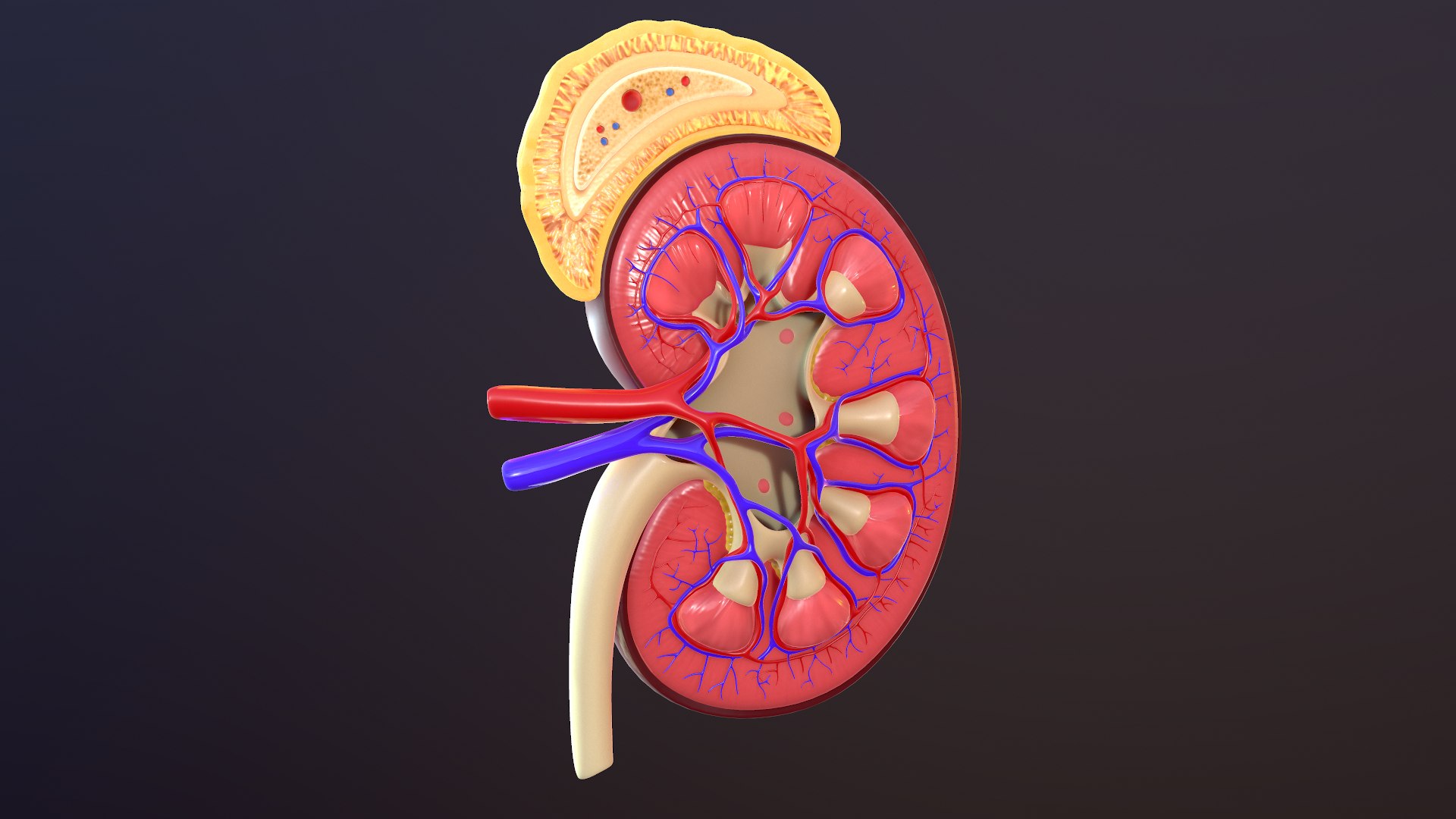 Kidney Anatomy 3D Model - TurboSquid 1527917