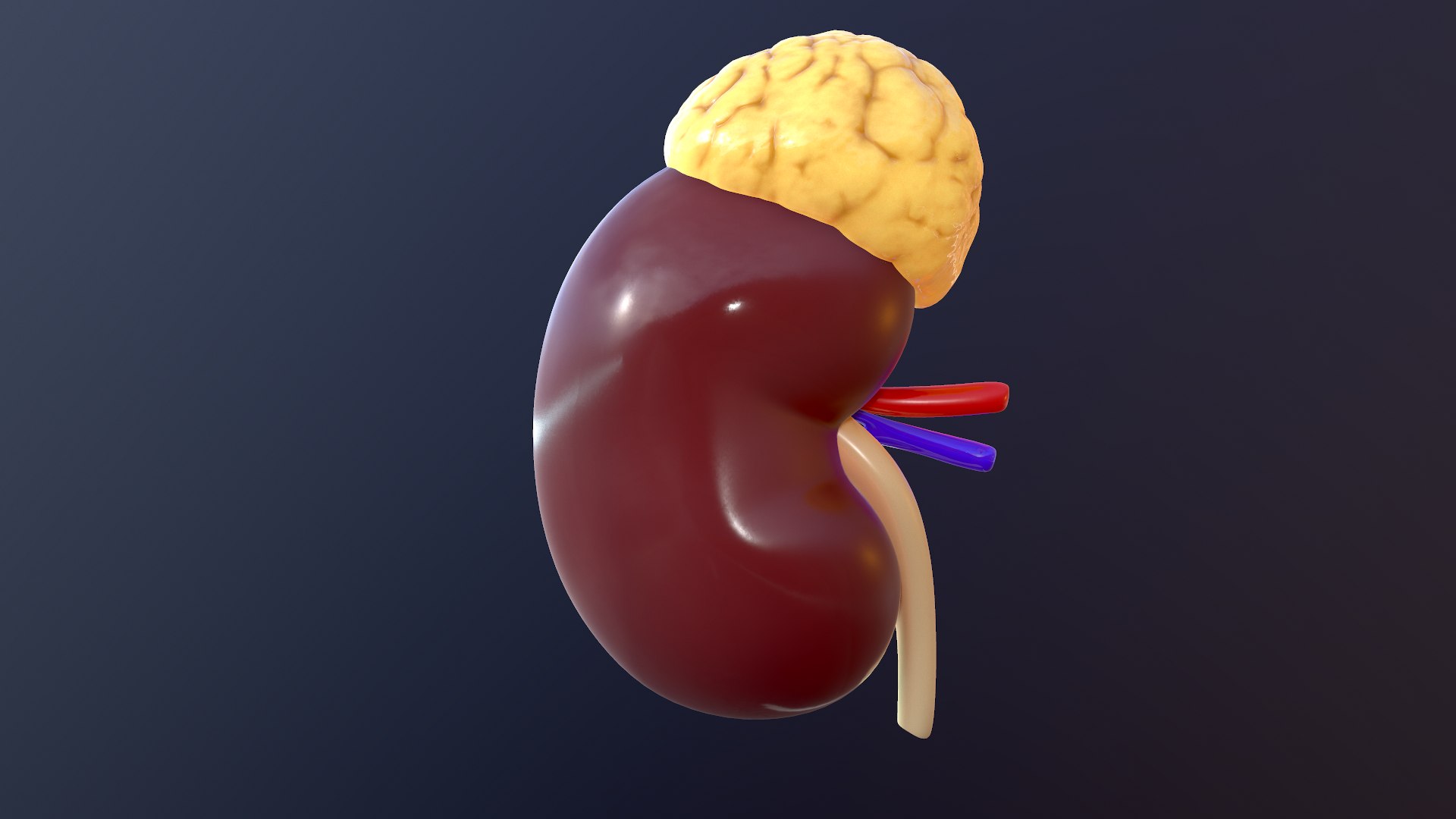 Kidney Anatomy 3D Model - TurboSquid 1527917