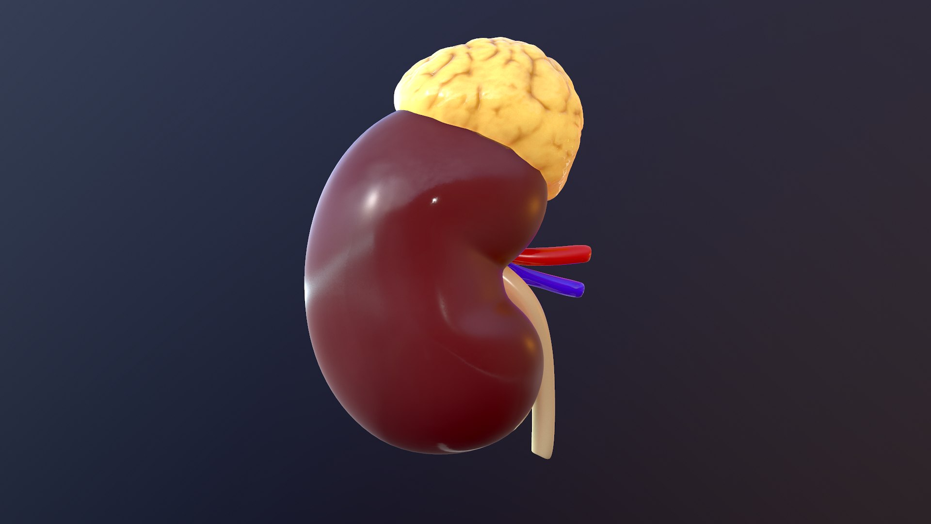 Kidney Anatomy 3D Model - TurboSquid 1527917