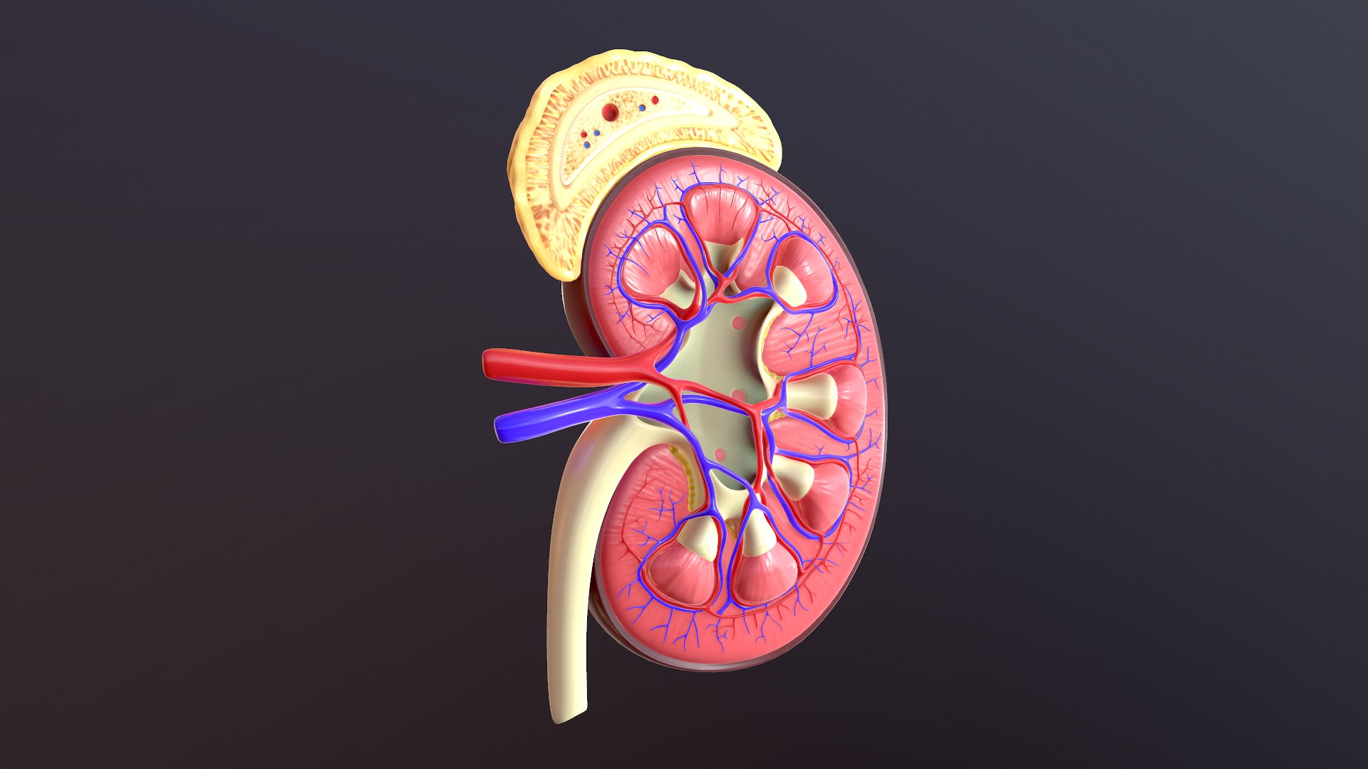 Kidney Anatomy 3D Model - TurboSquid 1527917