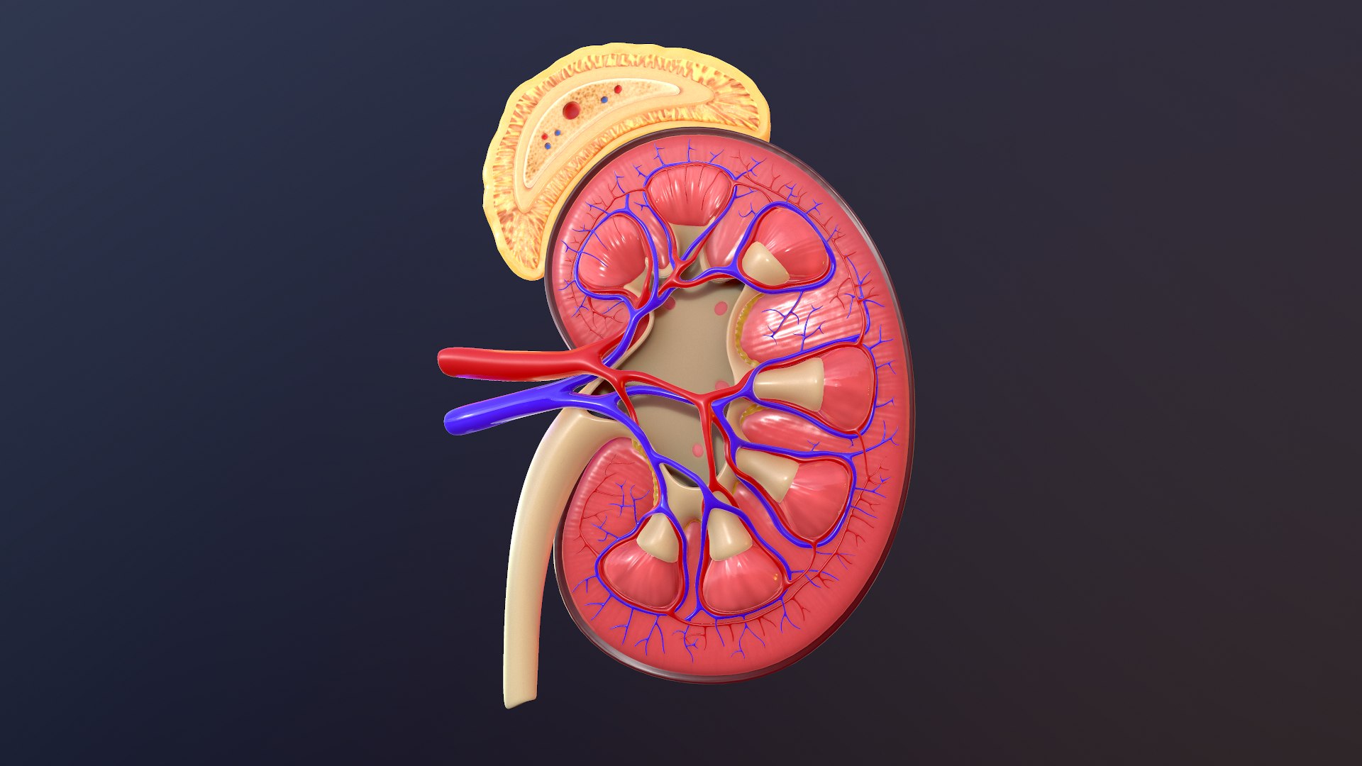 Kidney Anatomy 3D Model - TurboSquid 1527917