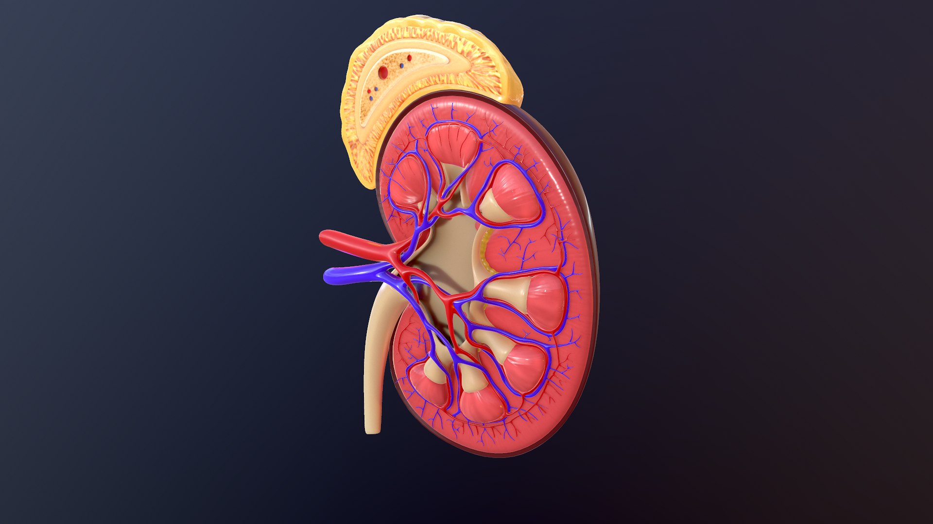 Kidney Anatomy 3D Model - TurboSquid 1527917