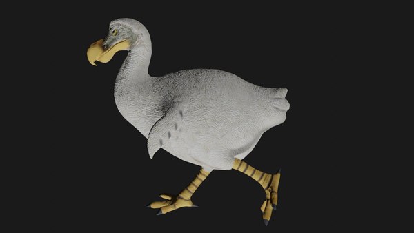 3D realistic dodo bird model - TurboSquid 1681420