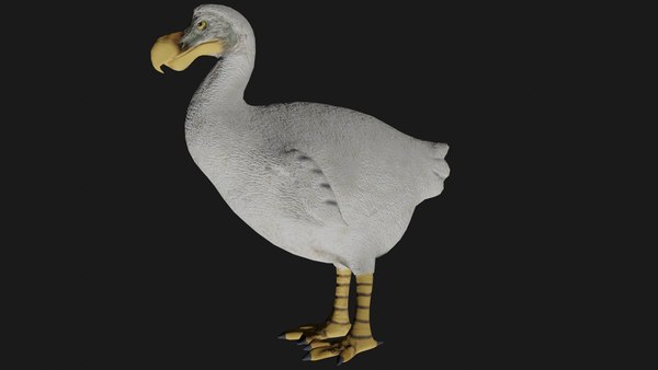 3D realistic dodo bird model - TurboSquid 1681420
