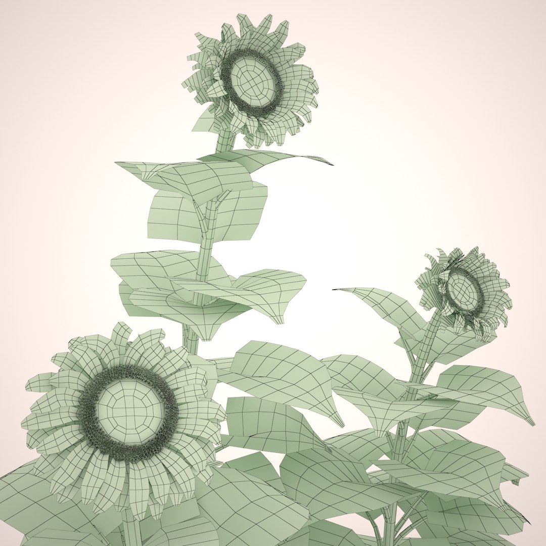 max helianthus common sunflower