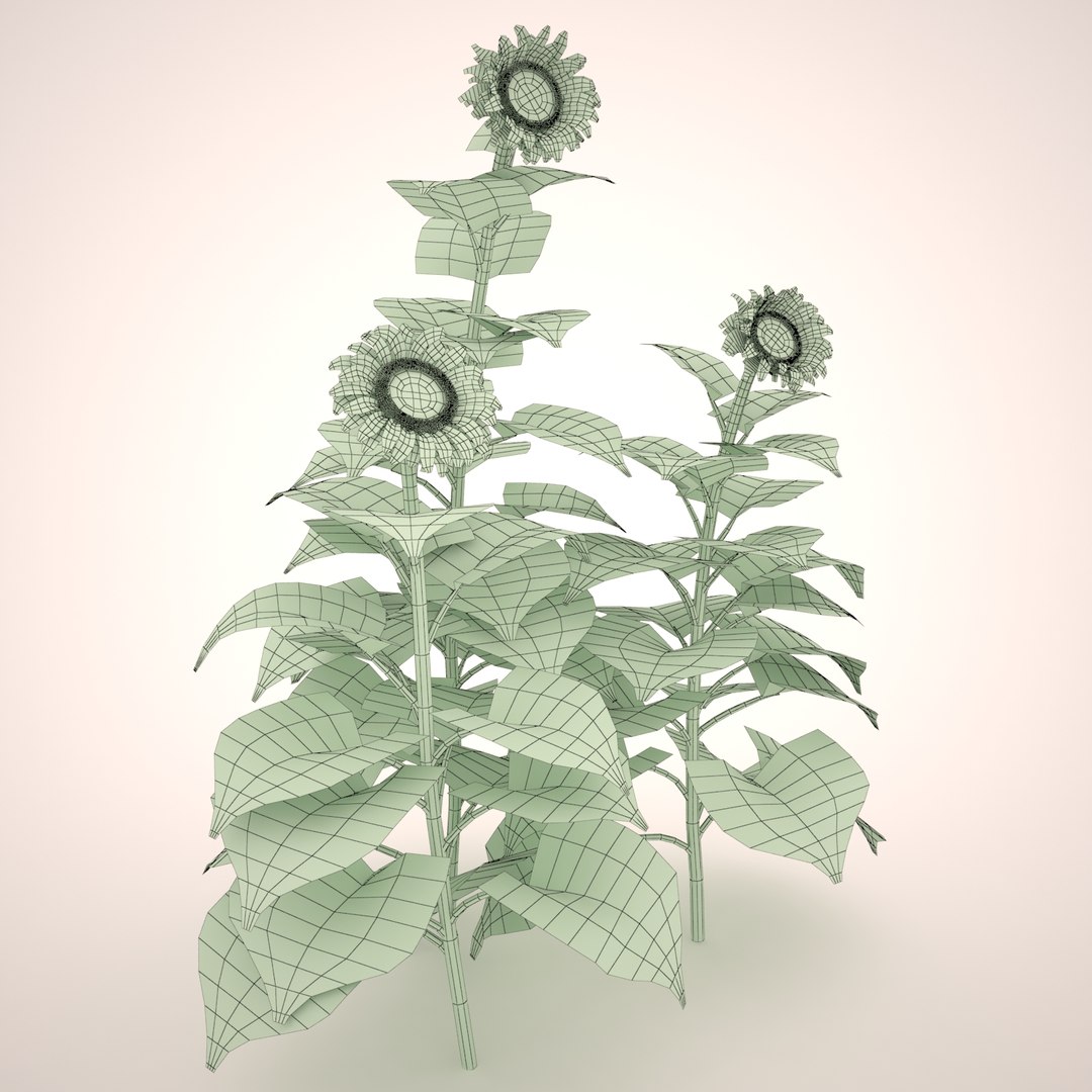 max helianthus common sunflower