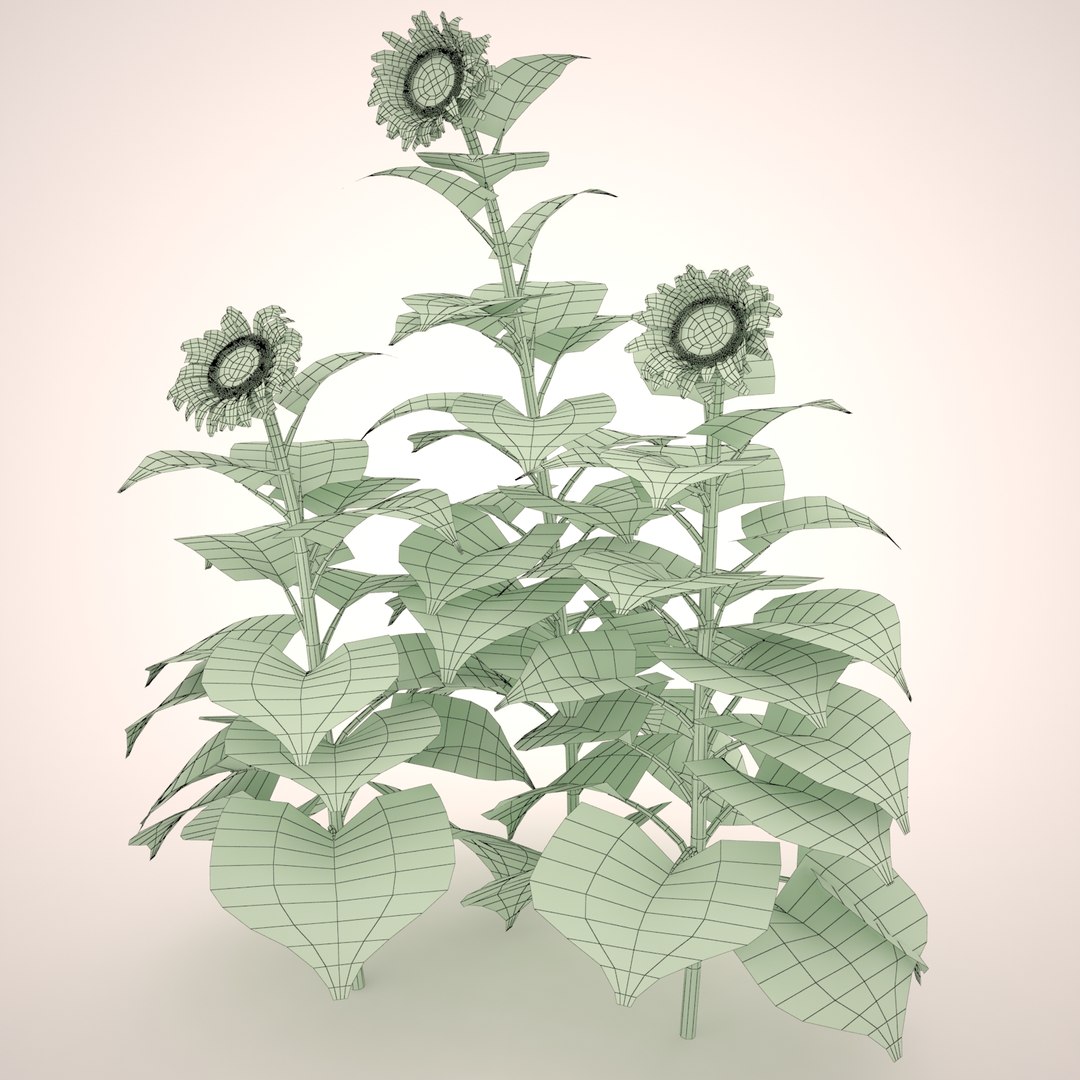 max helianthus common sunflower