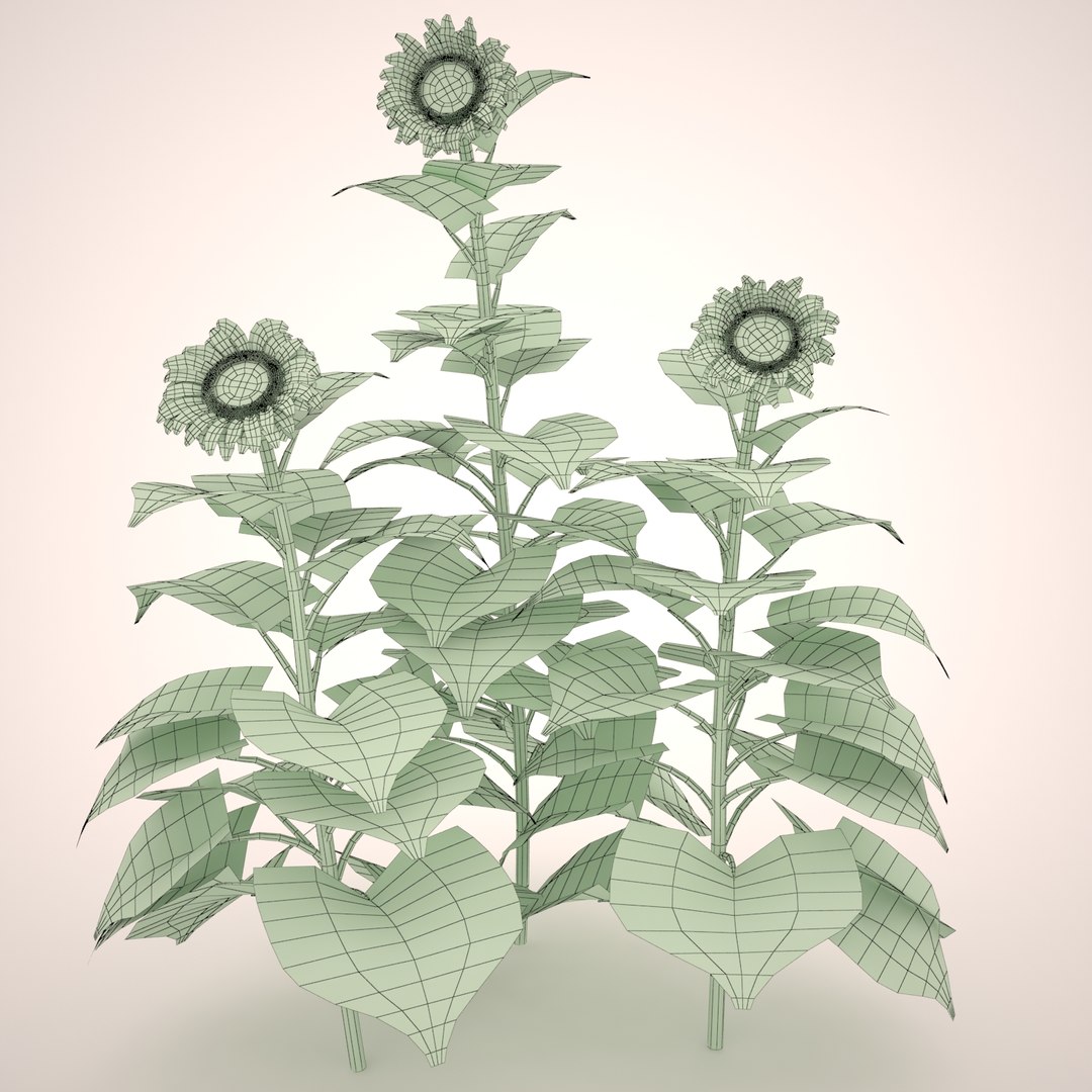 max helianthus common sunflower