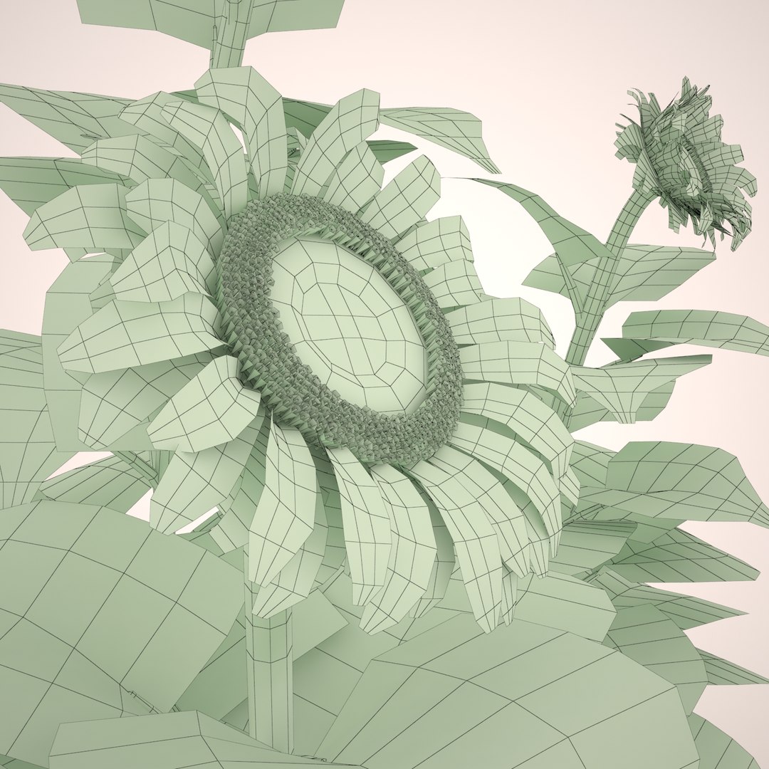 max helianthus common sunflower