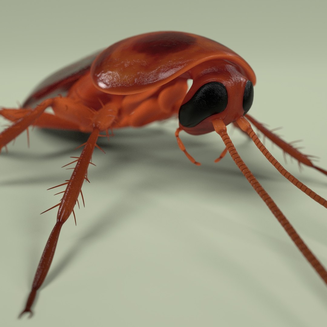 3d Periplaneta Americana American