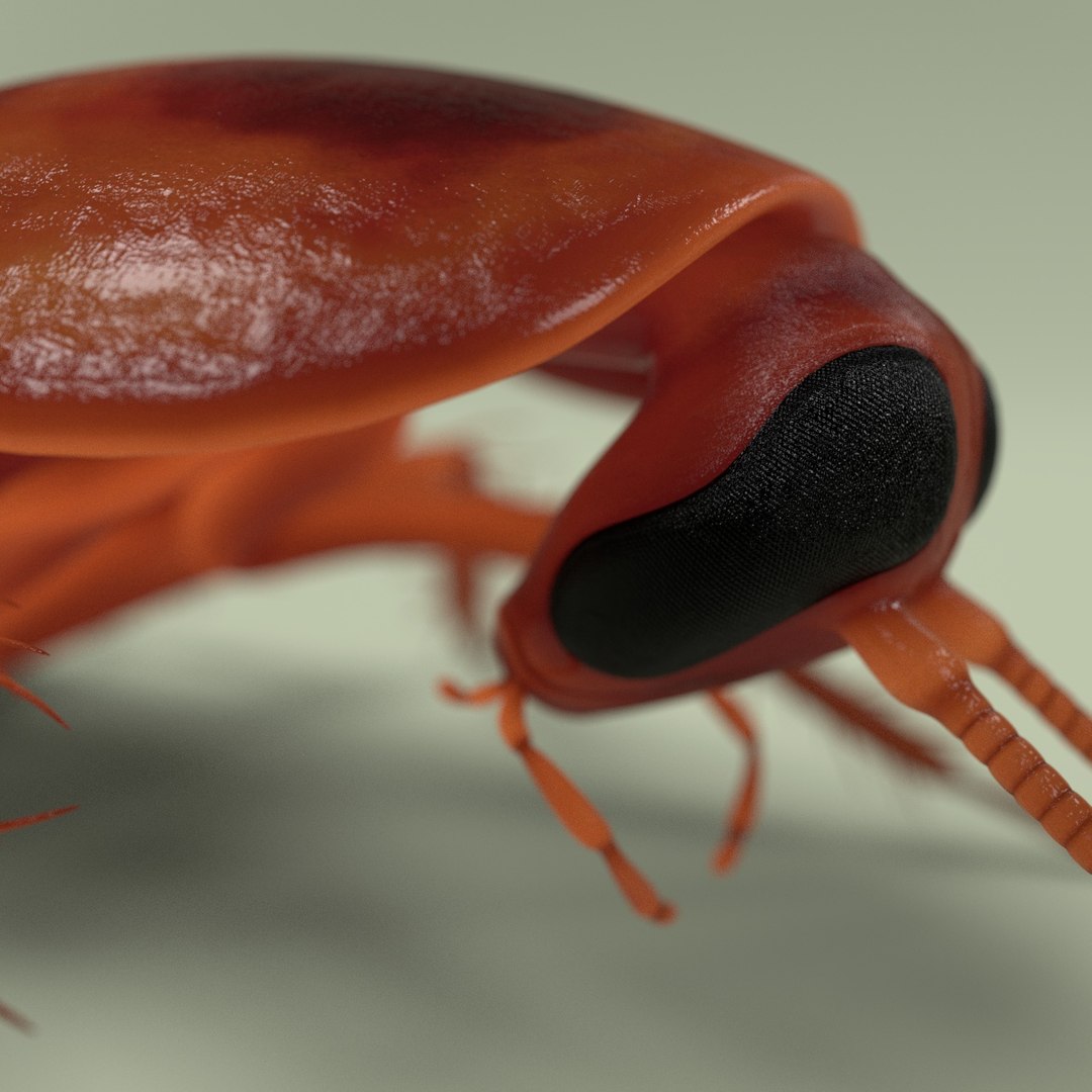 3d Periplaneta Americana American