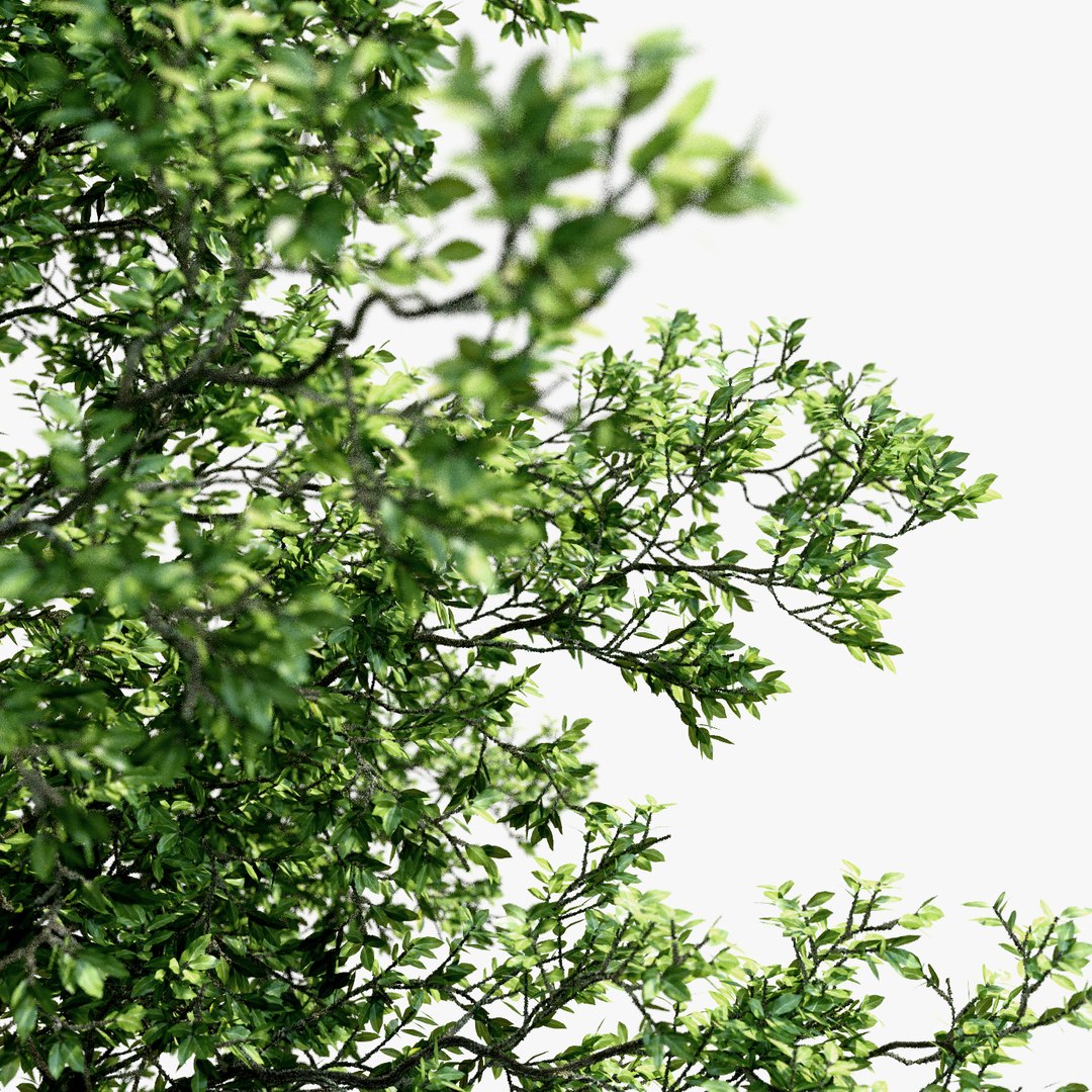 3D linden tree model - TurboSquid 1151344