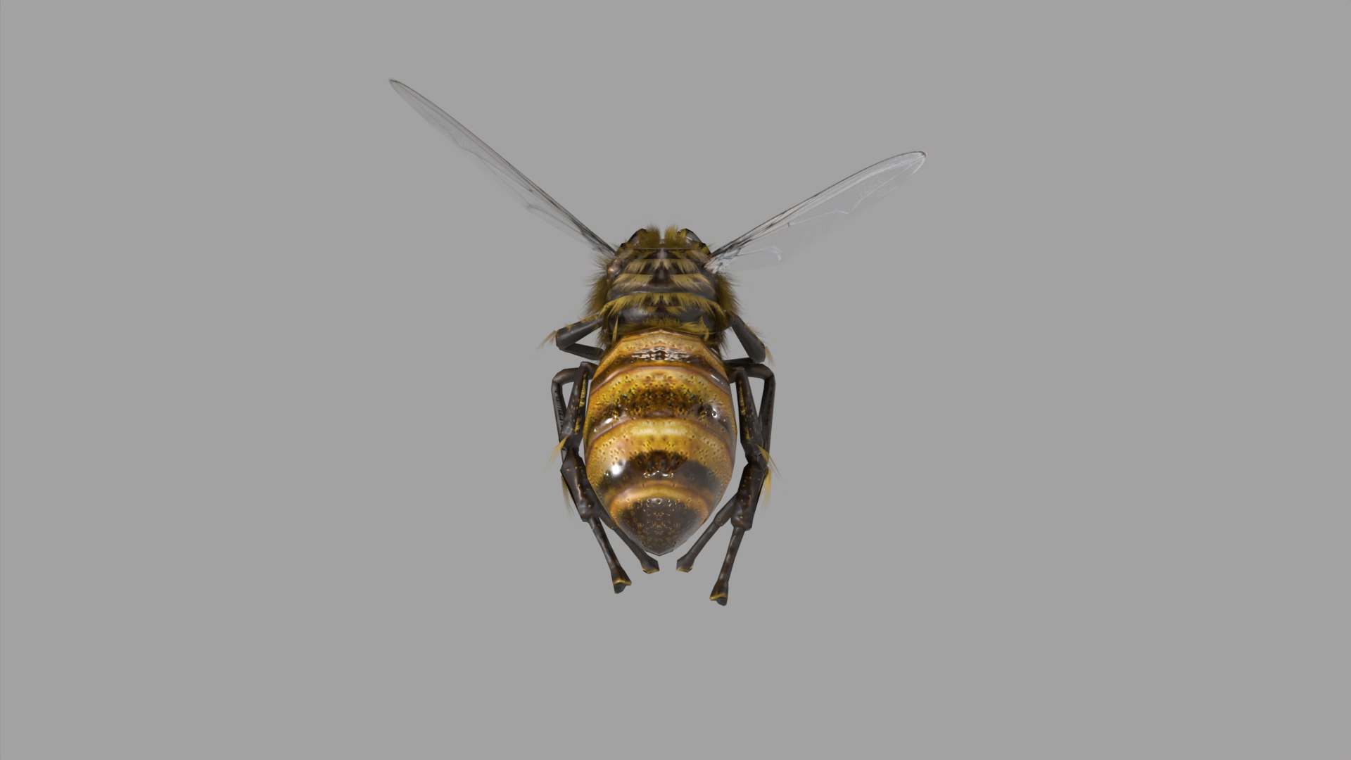 3D Model Bee Lowpoly Rigged - TurboSquid 2167453