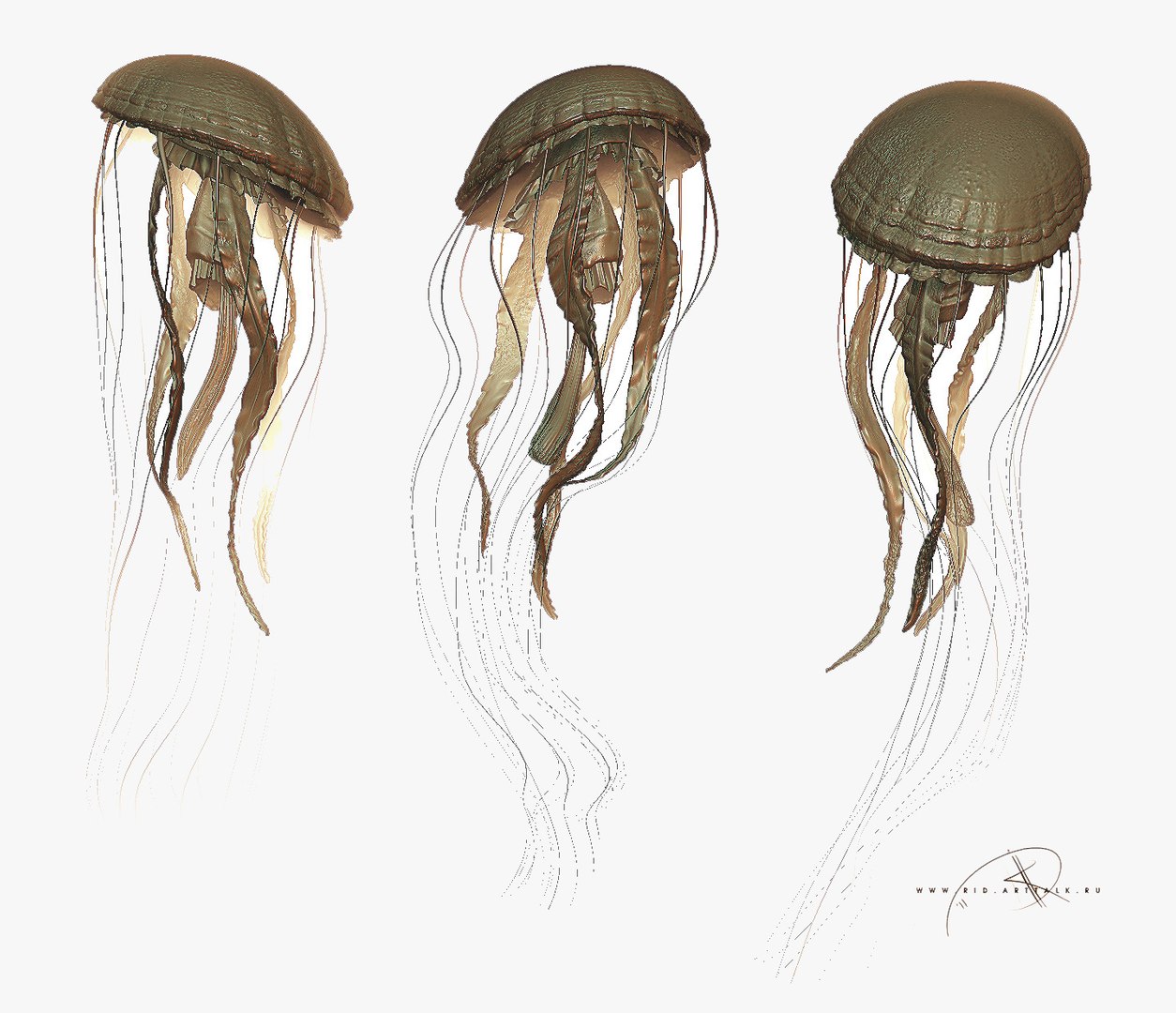 Jellyfish Jelly 3d Model