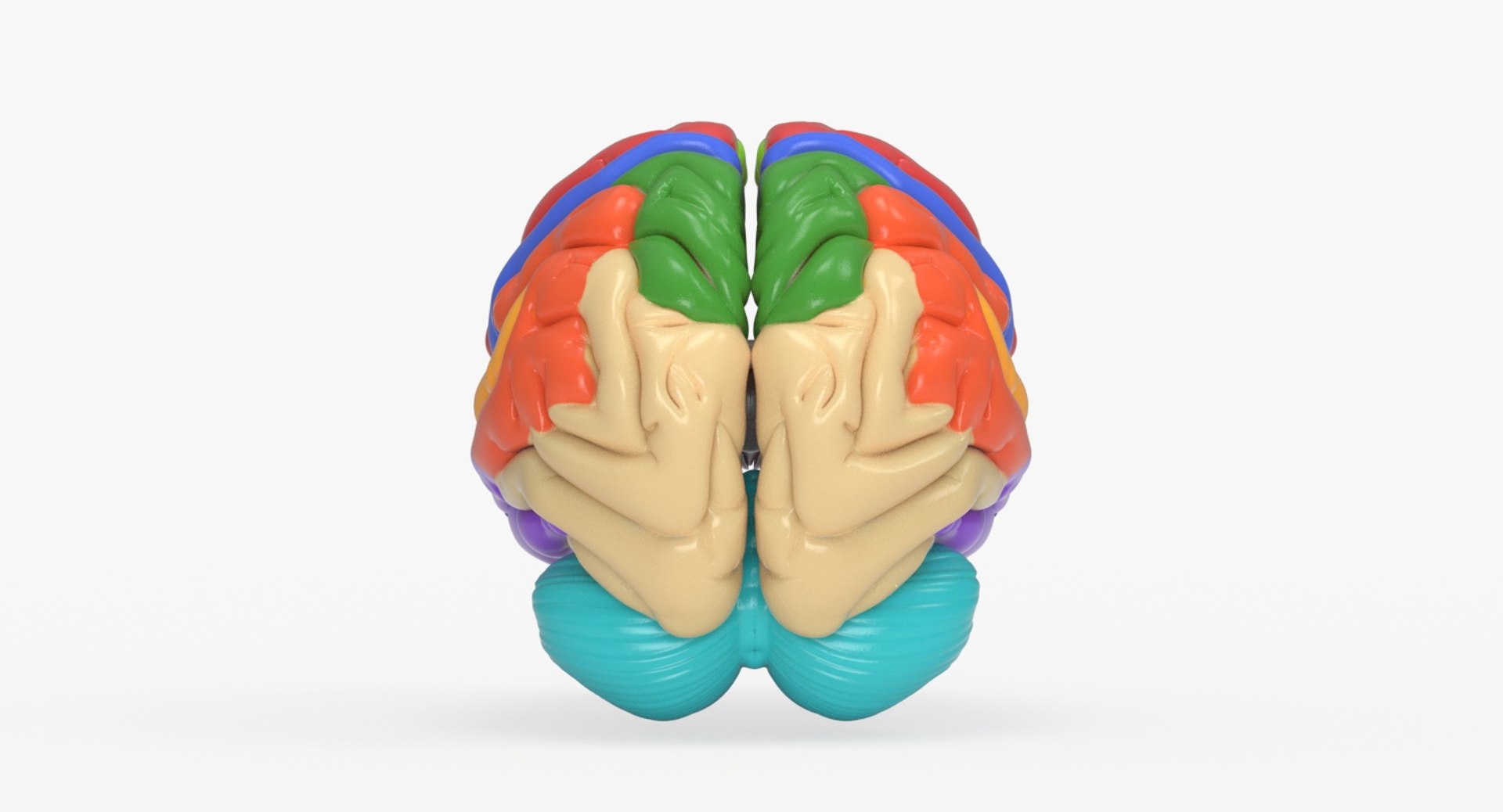 Brain Anatomical Segments 3D Model - TurboSquid 1383516
