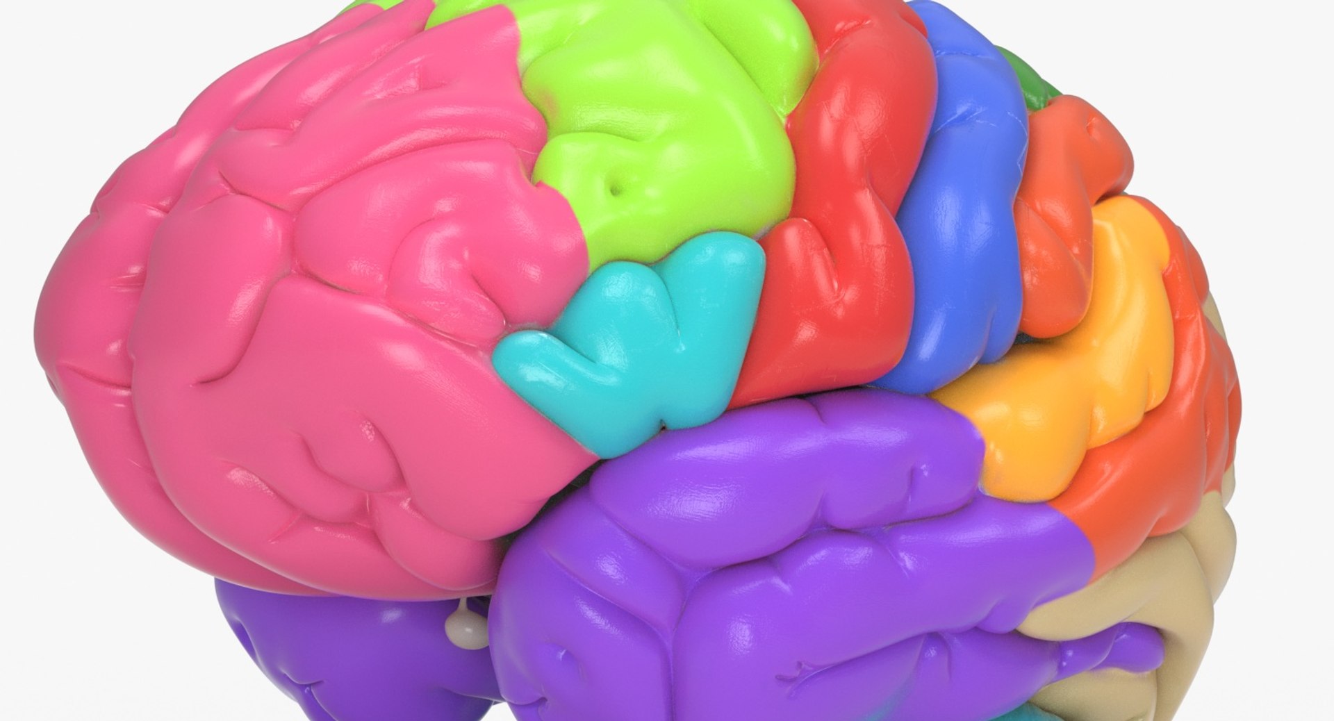 Brain Anatomical Segments 3D Model - TurboSquid 1383516